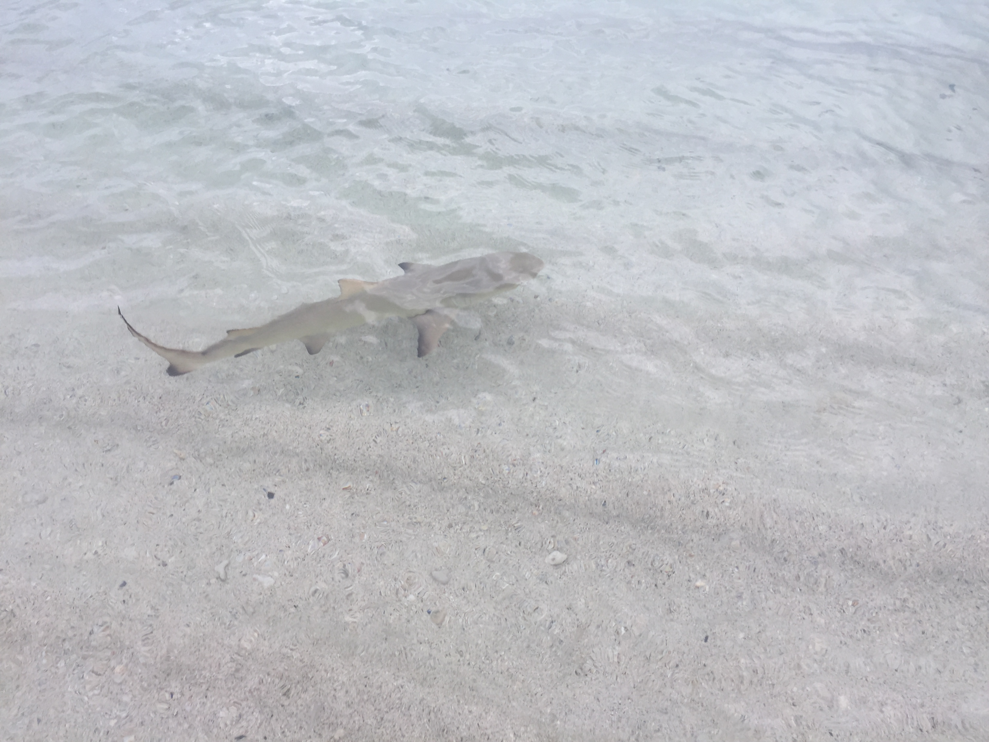 Shark! - Palm Tree Charters